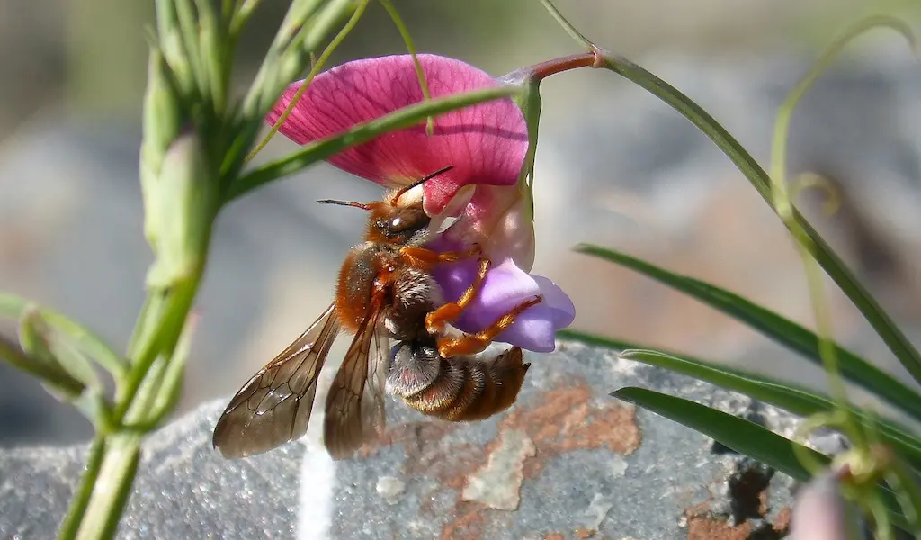 La misteriosa abeja roja: Dónde vive y su importancia